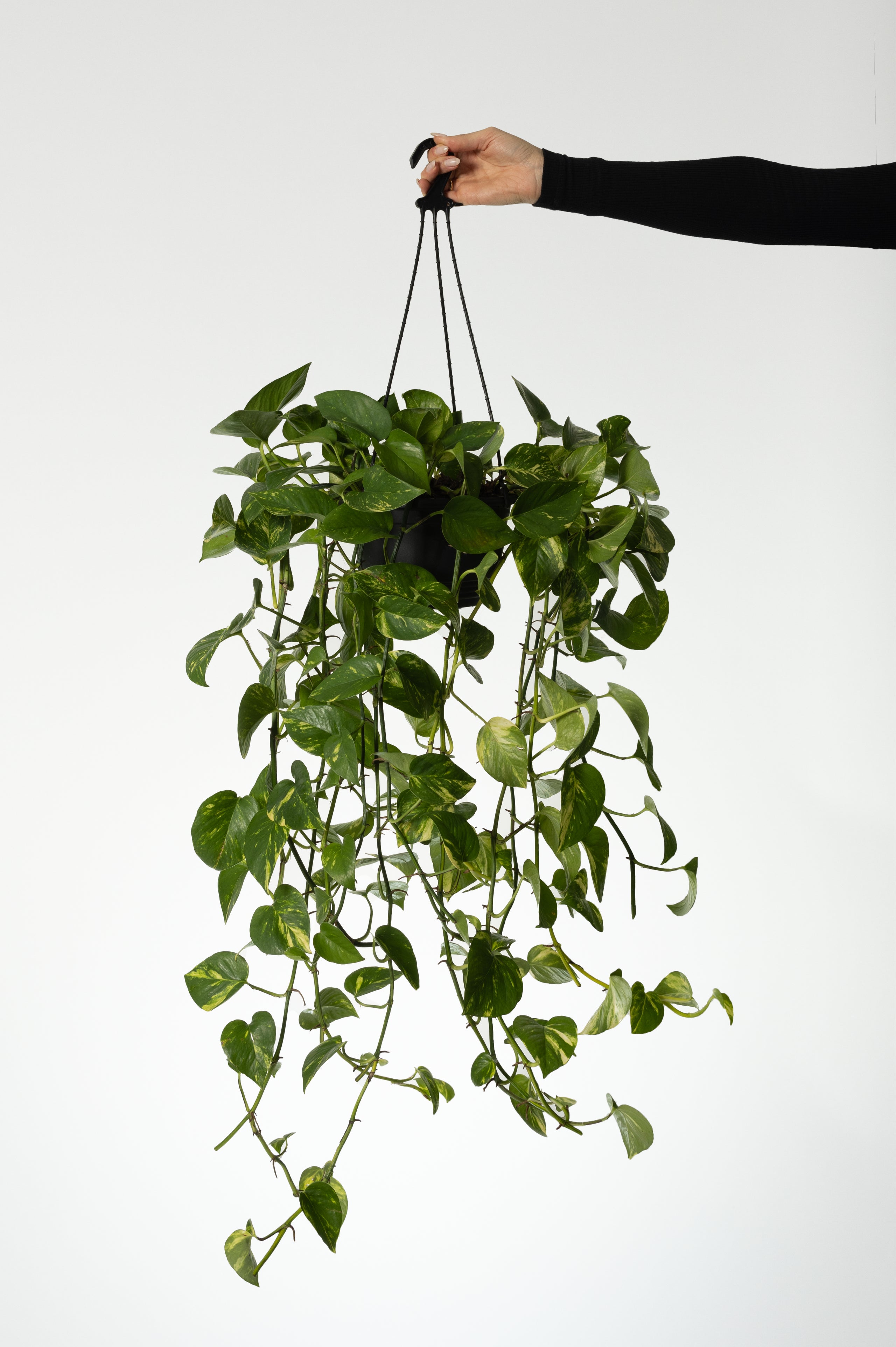 Devil's Ivy | Melbourne Indoor Plants