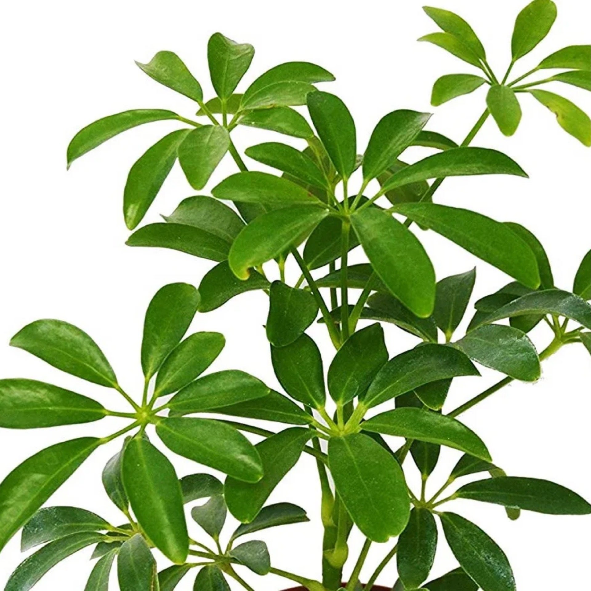 Dwarf Umbrella Tree | Melbourne Indoor Plants
