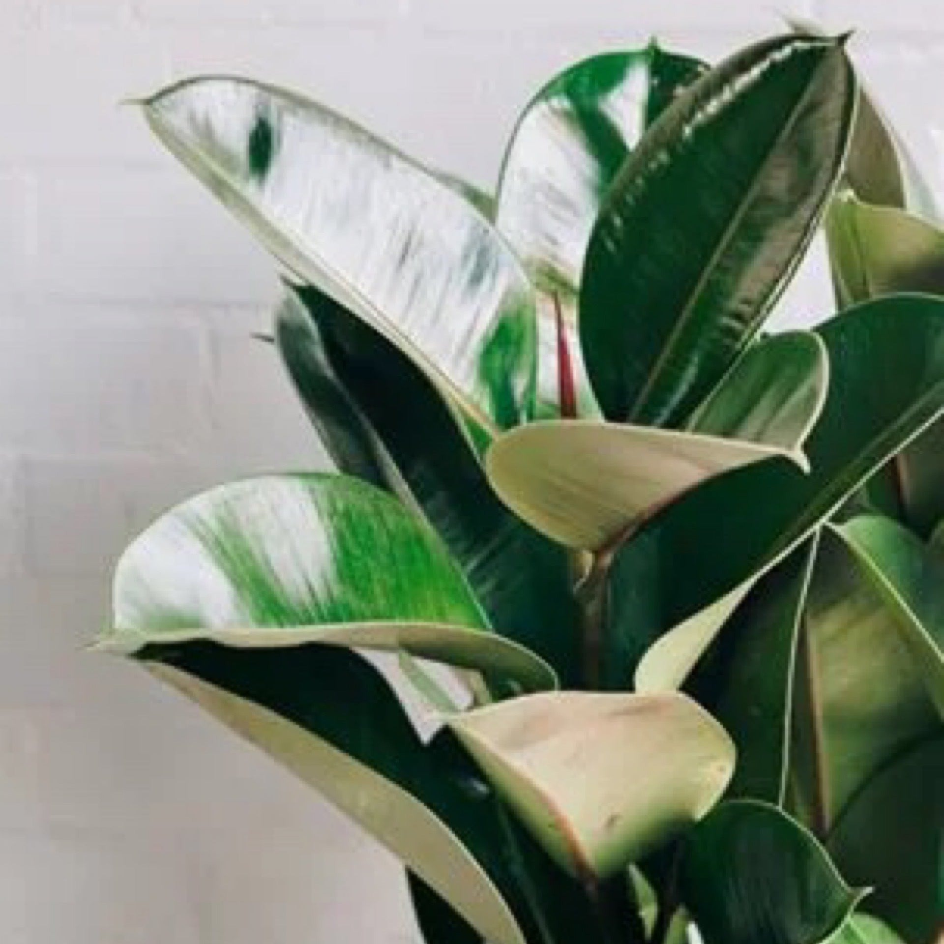 Rubber Plant 'Robusta' | Melbourne Indoor Plants