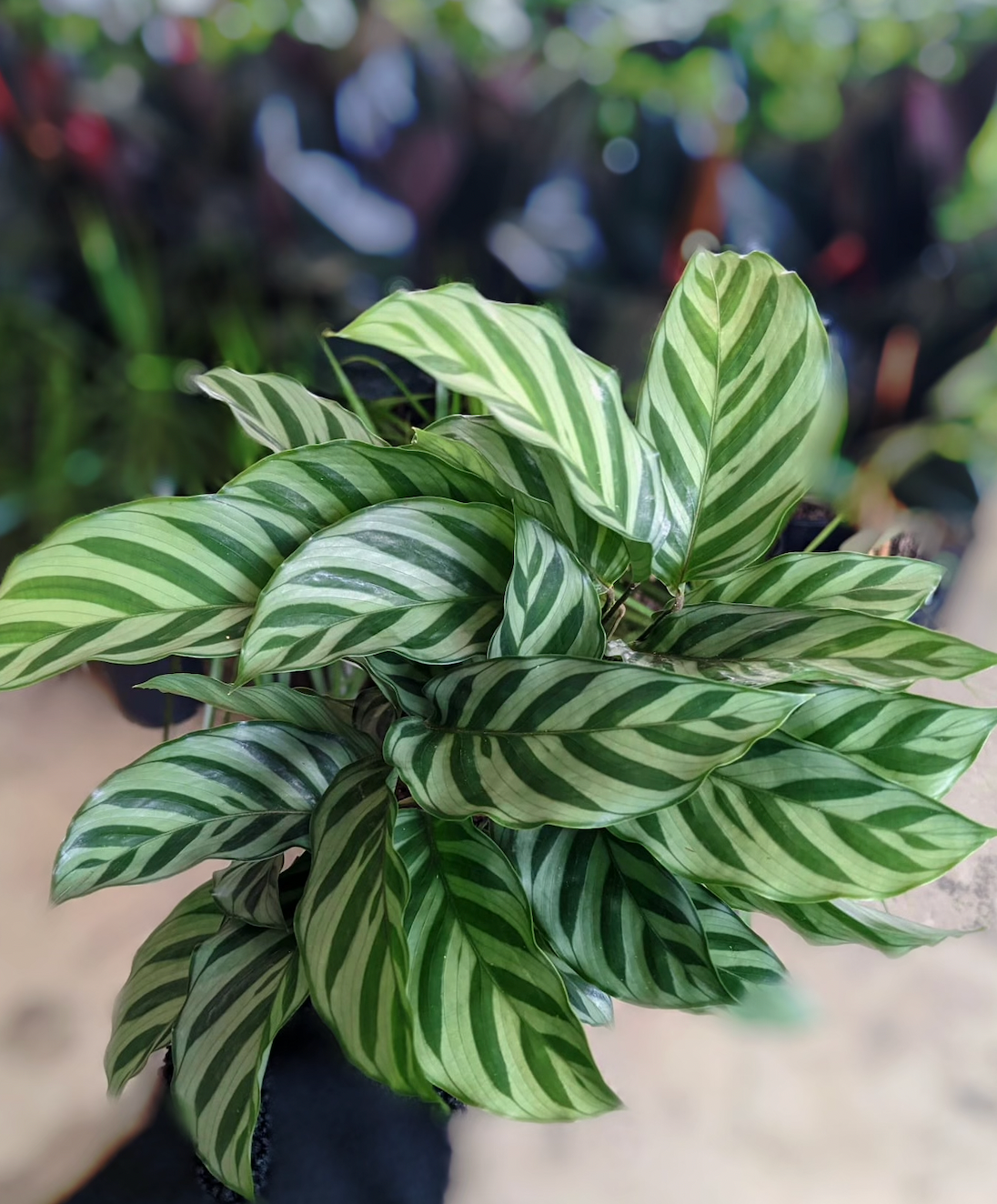 Calathea Freddie | Melbourne Indoor Plants