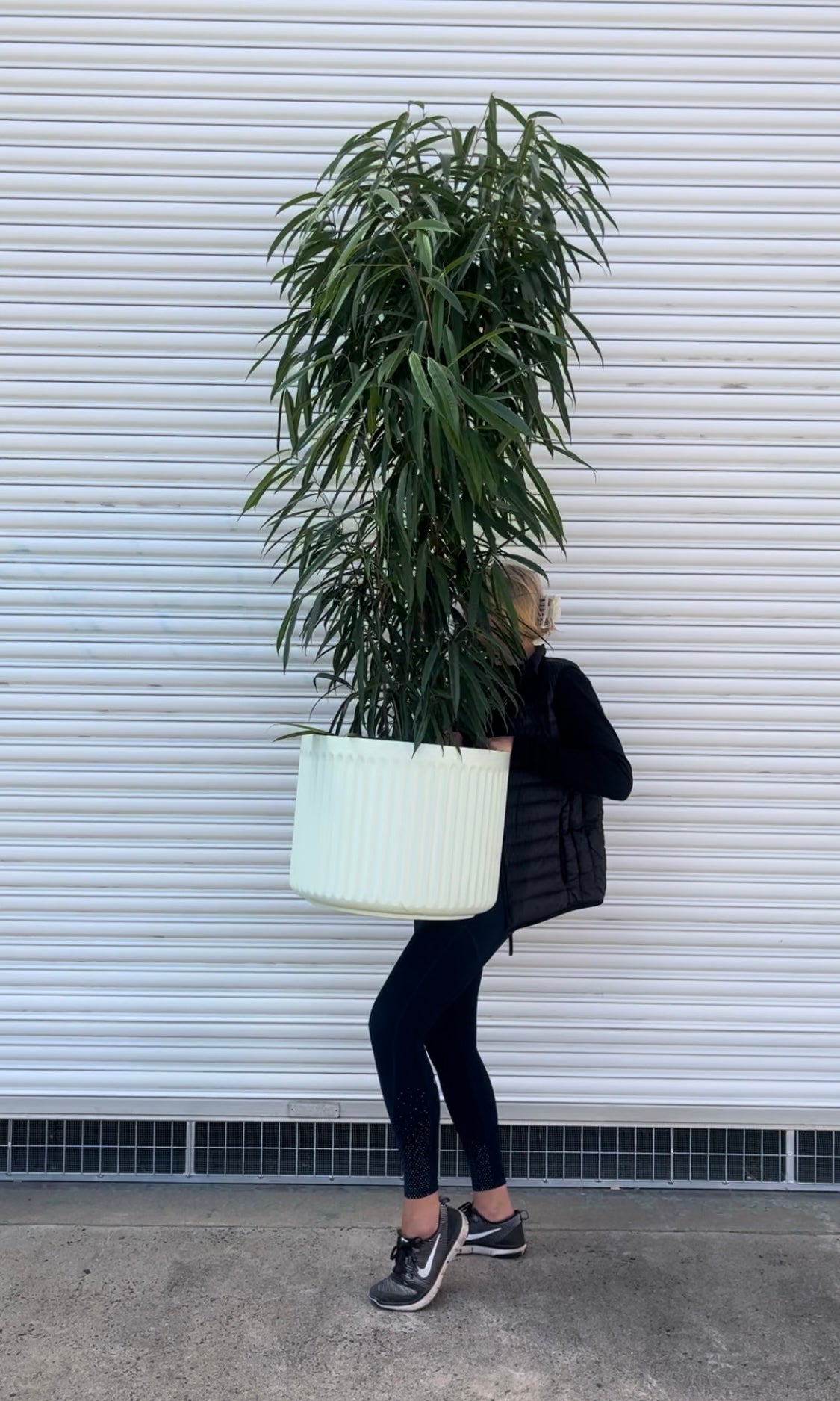 Ficus Sabre | Melbourne Indoor Plants