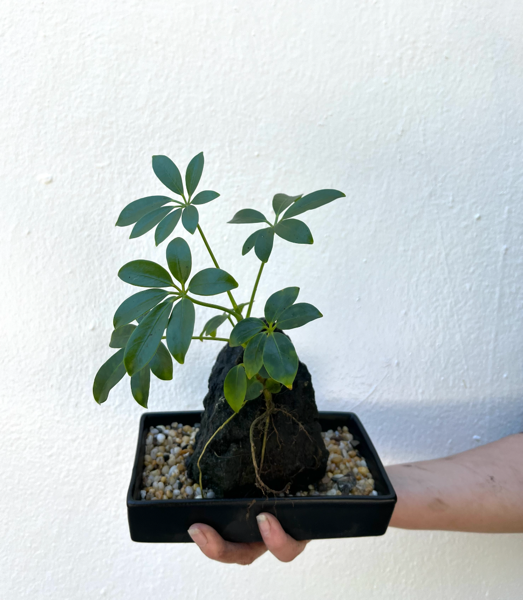 “Life on the Rocks” | Melbourne Indoor Plants