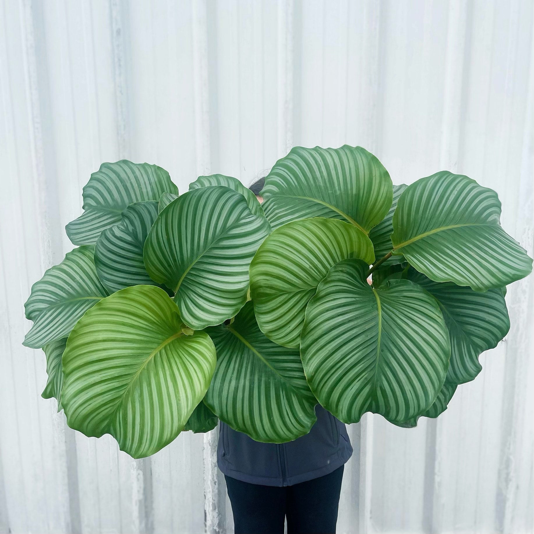 Calathea Orbifolia | Melbourne Indoor Plants