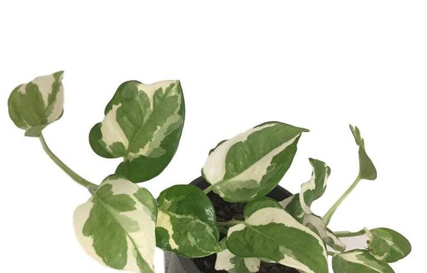 Devil's Ivy Snow Queen | Melbourne Indoor Plants