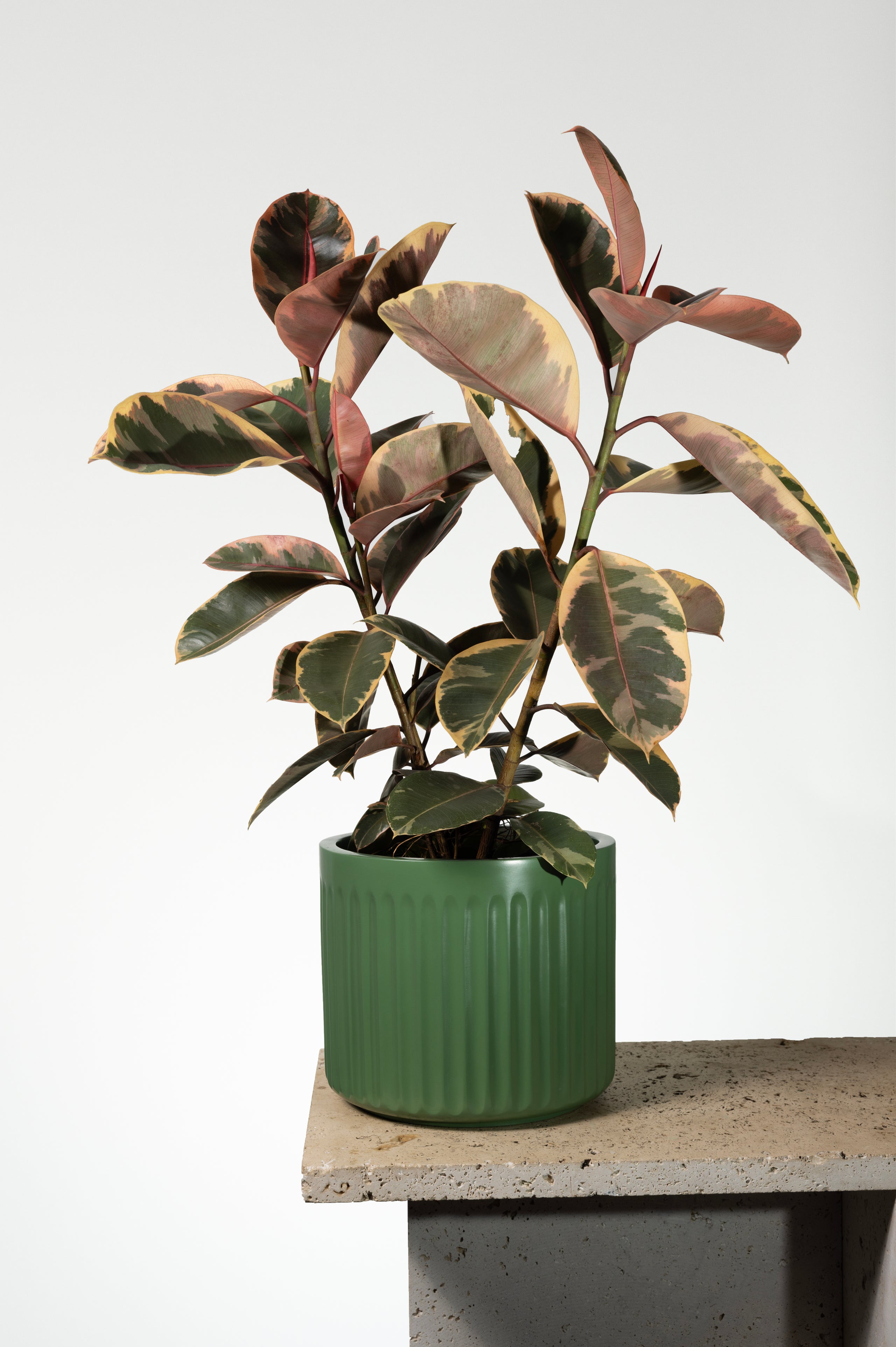 Rubber Plant 'Ruby' | Melbourne Indoor Plants