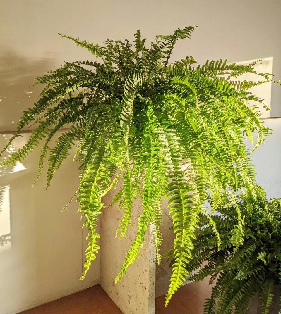 Boston Fern | Melbourne Indoor Plants