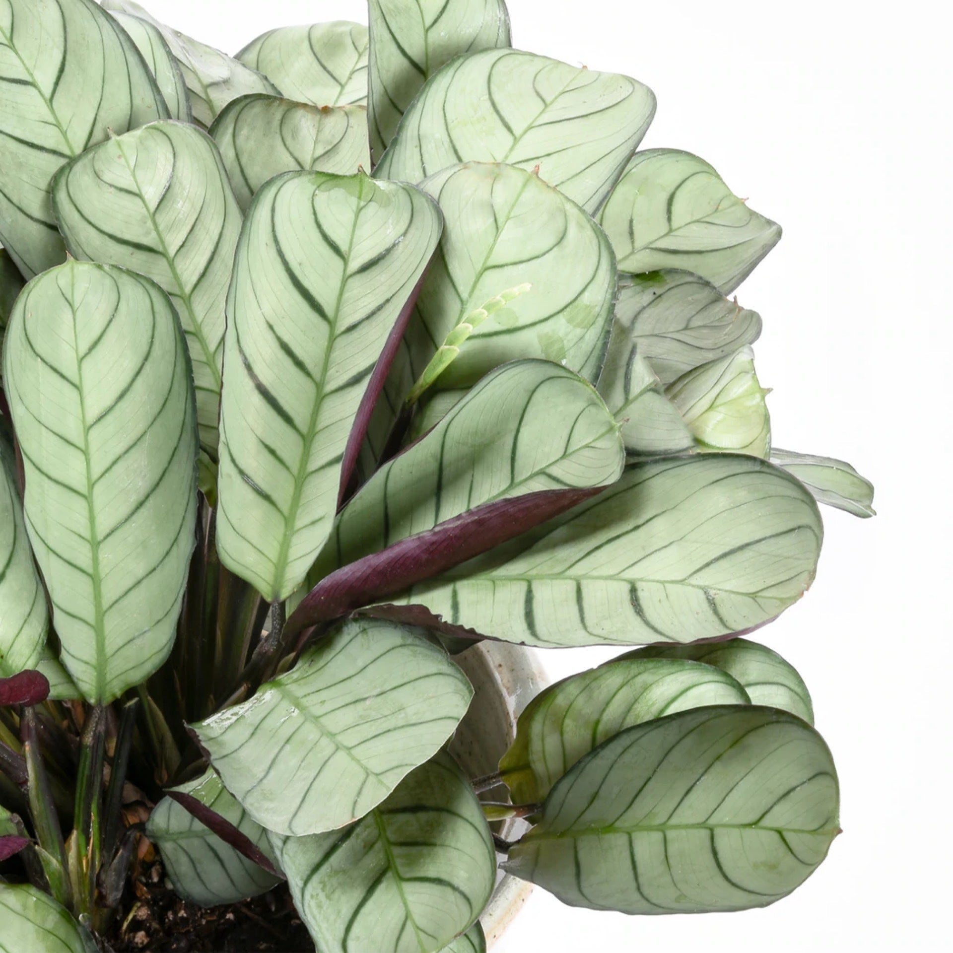 Ctenanthe Amagris | Melbourne Indoor Plants