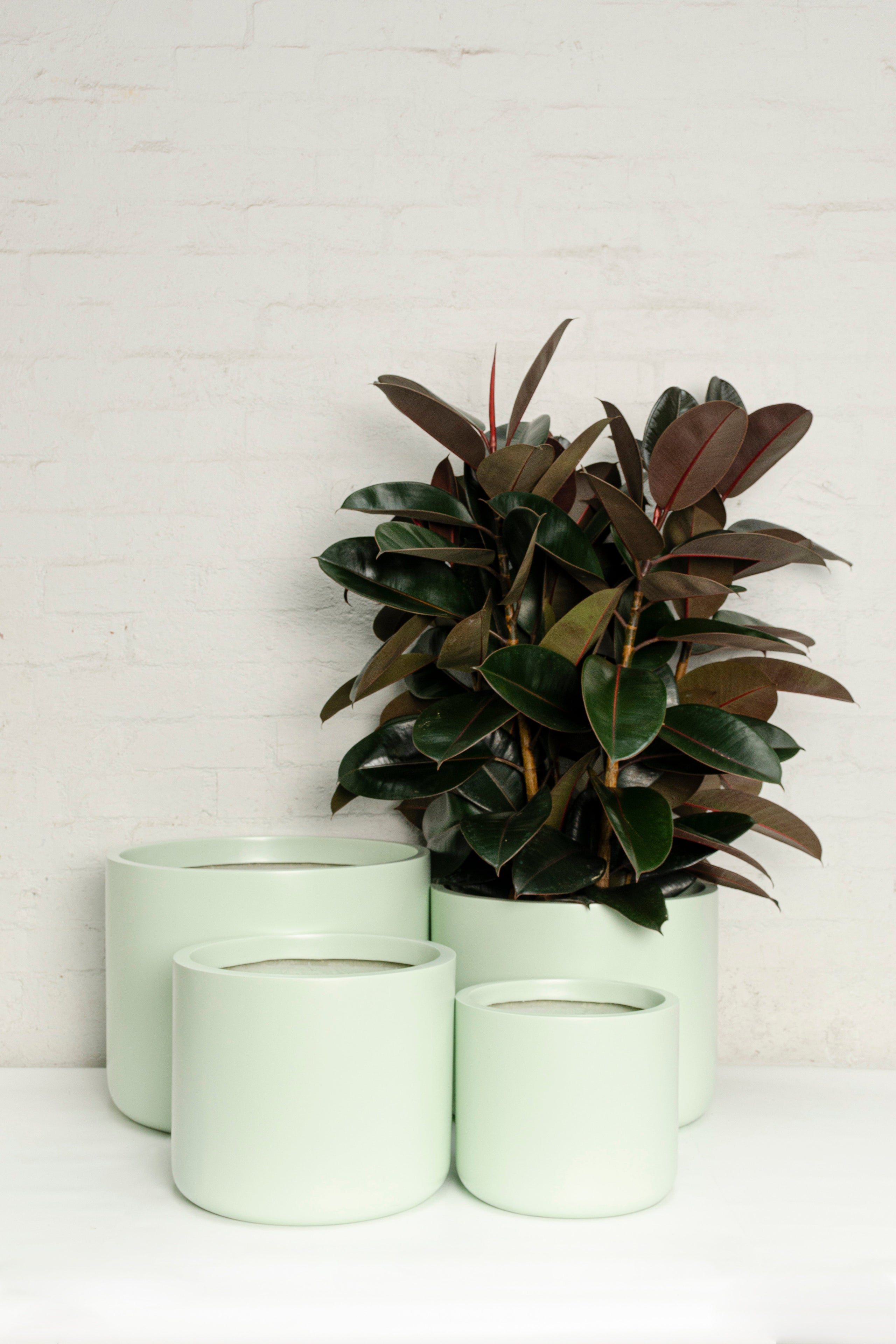 Remy Cylinder Pot - Sage | Melbourne Indoor Plants