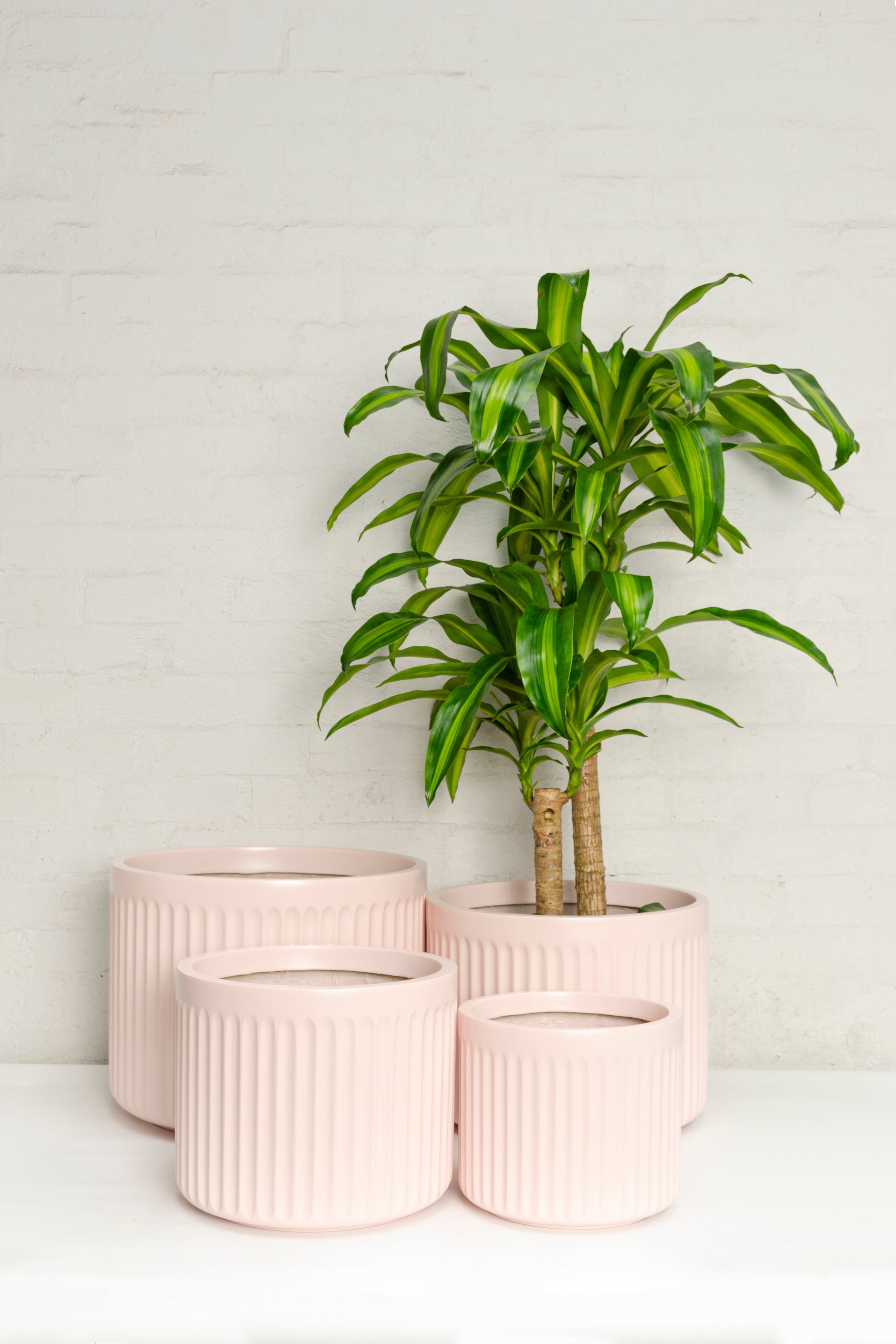 Leo Pot - Pastel Pink | Melbourne Indoor Plants