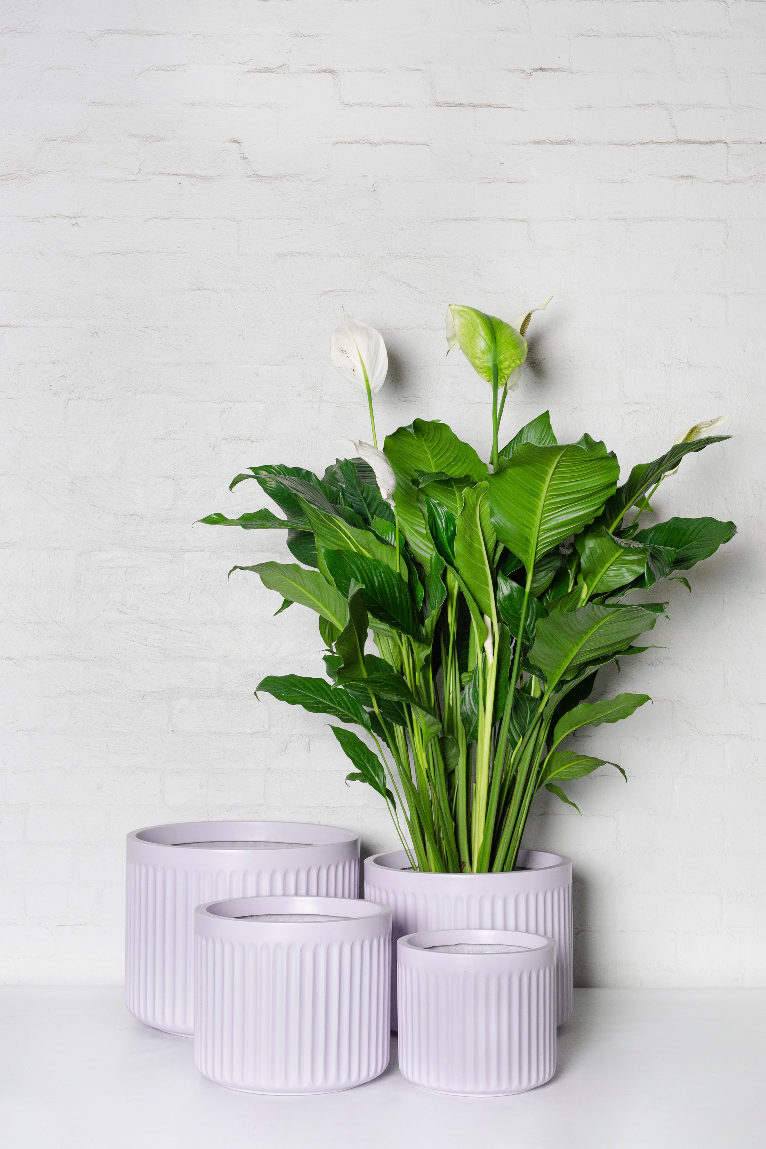 Leo Pot - Lilac | Melbourne Indoor Plants