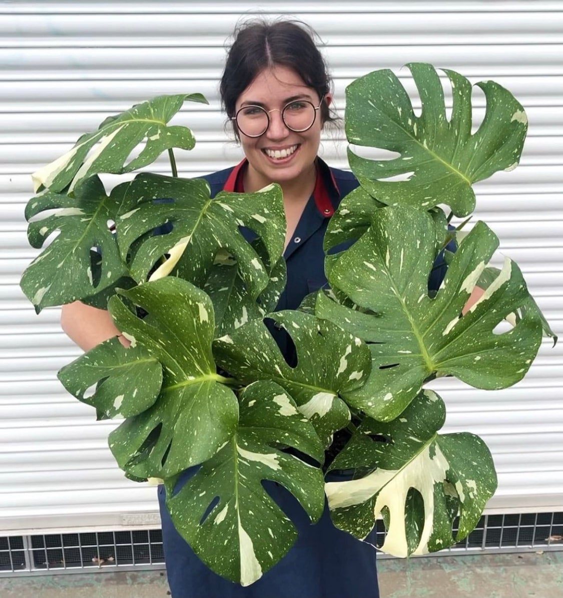 Monstera Thai Constellation SPECIAL! | Melbourne Indoor Plants