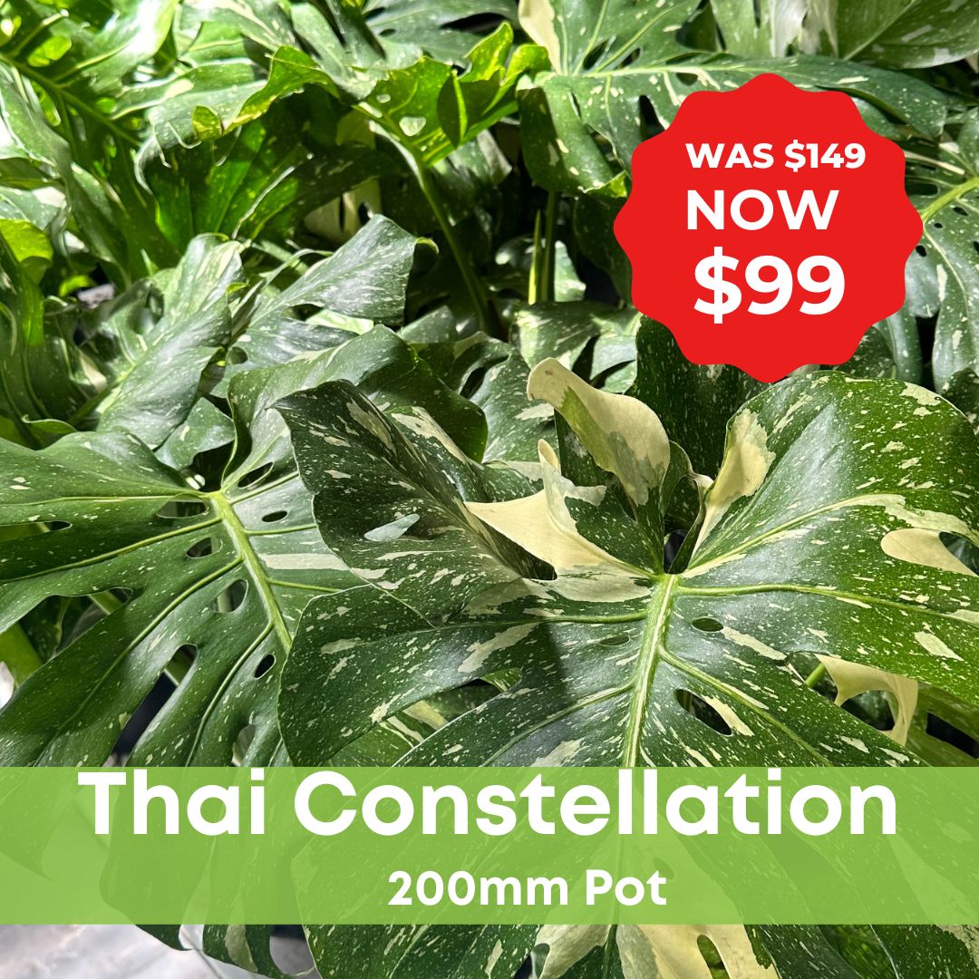 Monstera Thai Constellation SPECIAL! | Melbourne Indoor Plants