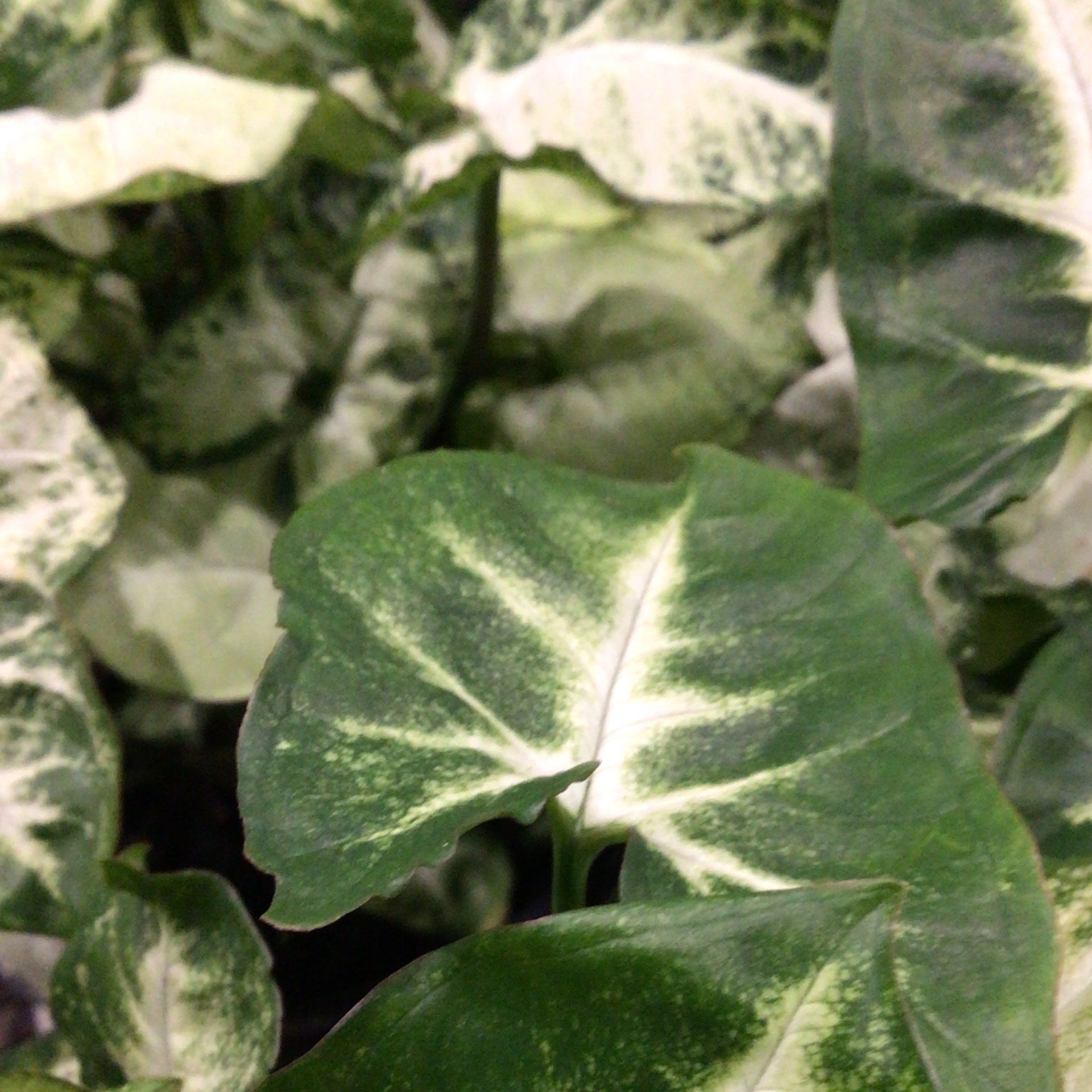 Syngonium Pixie | Melbourne Indoor Plants